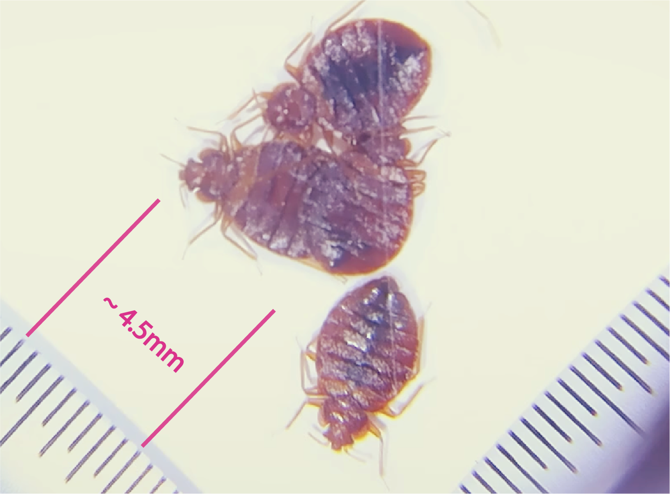 Say Goodbye to Bed Bugs! – PESTSTOP
